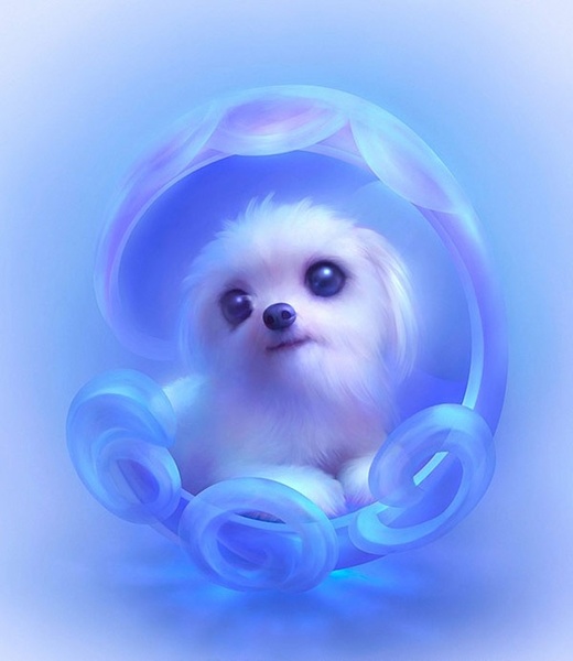 Cute Little Dog Definition Picture Free Stock Photos In Image Format