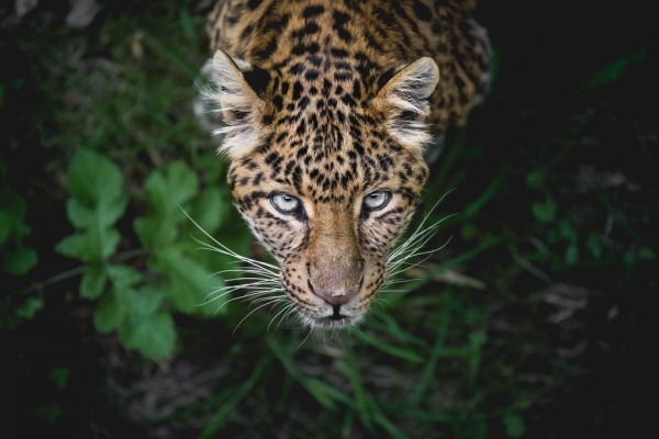 Fierce leopard in wildlife Free stock photos in jpg format for free ...