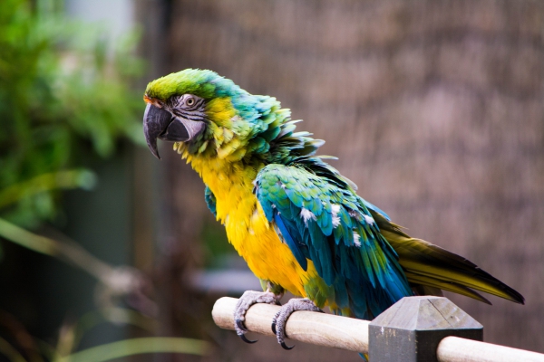 Parrot images free stock photos download (111 Free stock photos) for ...