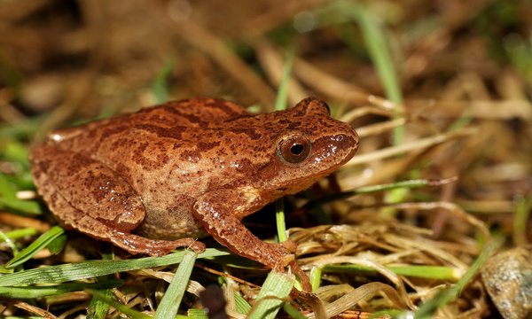 Spring peeper Photos in .jpg format free and easy download unlimit id ...