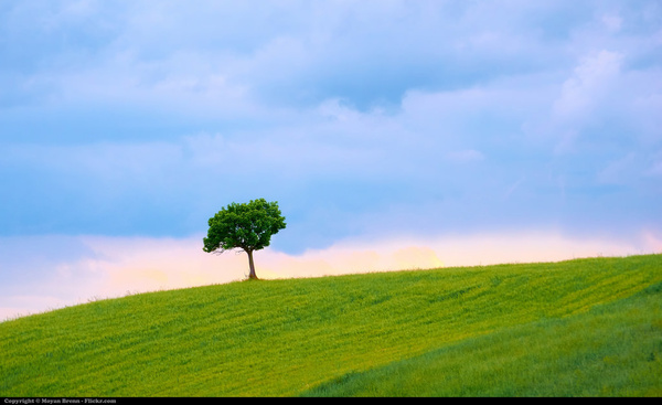 Tree Photos in .jpg format free and easy download unlimit id:566070