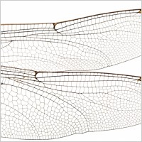 Insect wing structure Free Photos in JPEG (.jpg) 1920x1080 format for ...