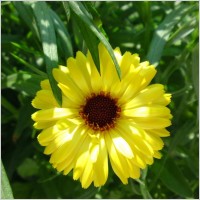 Addis Ababa-‘New Flower’ | Walk with me