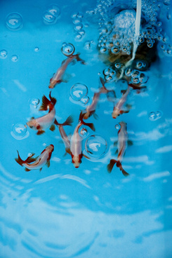 Goldfish hd photos download free stock photos download (2,484 Free ...