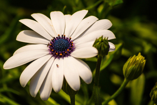 Trailing african daisy Free stock photos in jpg format for free ...
