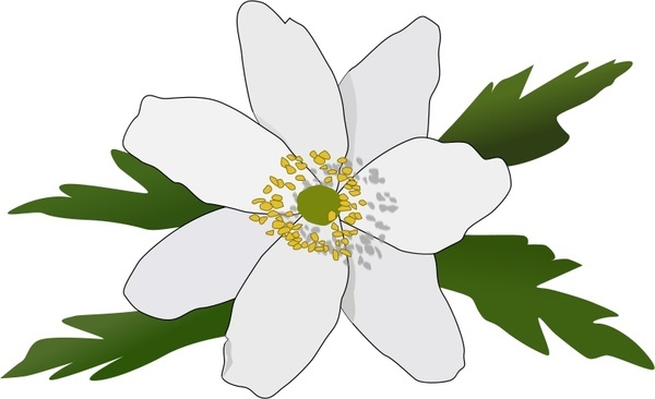 KU Anemone Piperi Free vector in Open office drawing svg ( .svg ...