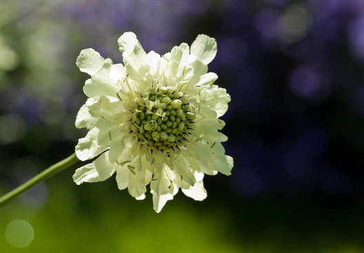 High resolution flowers free stock photos download (44,096 Free stock ...