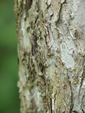 Bark tree texture Free stock photos in JPEG (.jpg) 4752x3168 format for ...