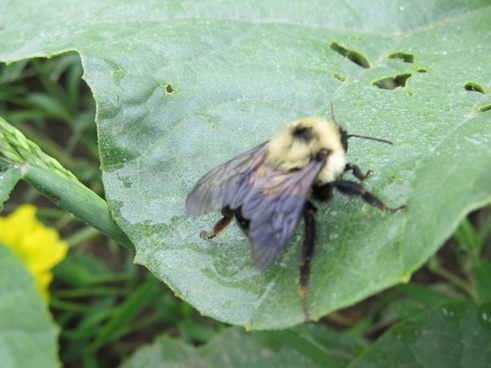 Busy bee Free stock photos in JPEG (.jpg) 1440x1920 format for free ...