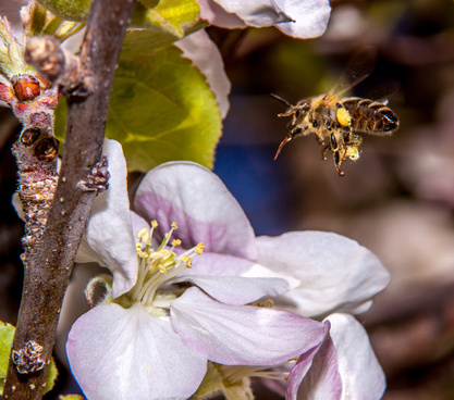 Busy bee Free stock photos in JPEG (.jpg) 1440x1920 format for free ...