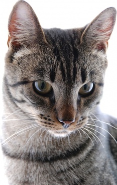 Cat cat portrait mackerel Free stock photos in JPEG (.jpg) 2592x1944 ...