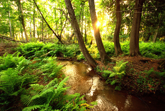 Swamp forest in the sunshine Free stock photos in JPEG (.jpg) 1920x1280 ...