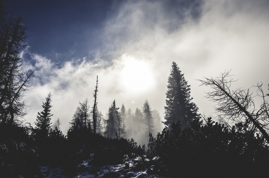 Cedar conifer cypress daytime evergreen fog forest Free stock photos in ... Cedar conifer cypress daytime evergreen fog forest Free stock photos in ...