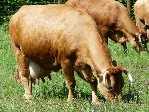 Cattle grazing free stock photos download (260 Free stock photos) for ...