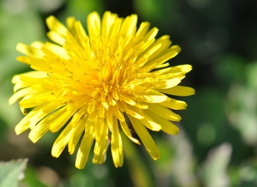 Dandelion wild flower Free stock photos in JPEG (.jpg) 1920x1200 format ...