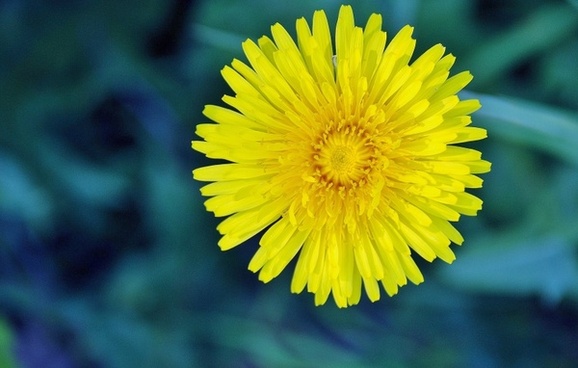 Dandelion nature flower Free stock photos in JPEG (.jpg) 1500x2000 ...