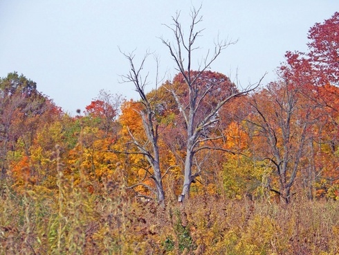 Dead tree in field Free stock photos in JPEG (.jpg) 2832x2128 format ...