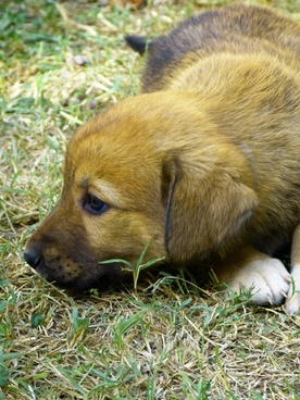 Dog young tired Free stock photos in JPEG (.jpg) 4000x3000 format for ...