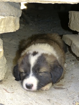 Dog young tired Free stock photos in JPEG (.jpg) 4000x3000 format for ...