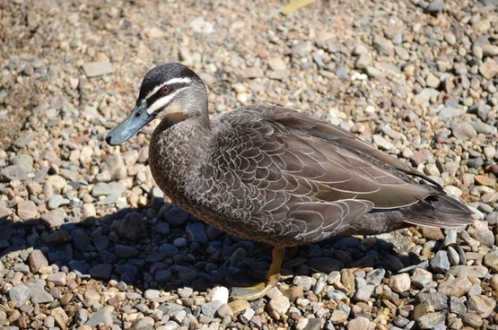 Australian bush scene Free stock photos in JPEG (.jpg) 1920x1285 format ...