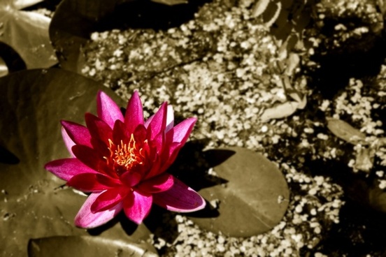 Single flower leaf free stock photos download (12,572 Free stock photos ...
