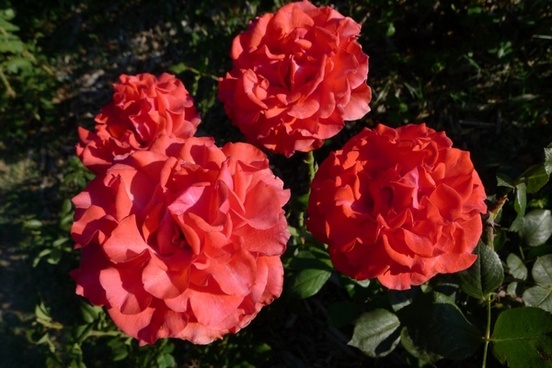 Picture Of Flower Without Color | Best Flower Site