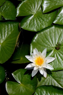 Single flower leaf free stock photos download (12,572 Free stock photos ...
