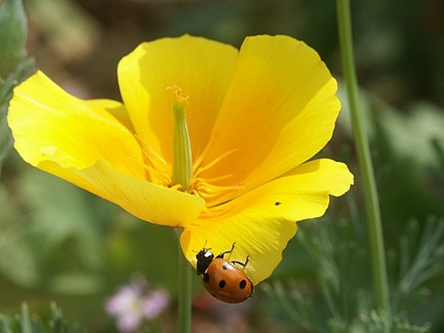 Pinwheel flower ladybug Free stock photos in JPEG (.jpg) 2448x3264 ...