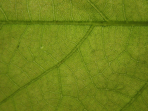 Free high res texture 215 Free stock photos in jpg format for free ...