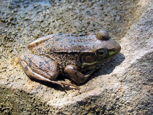 Green frog free stock photos download (5,709 Free stock photos) for ...