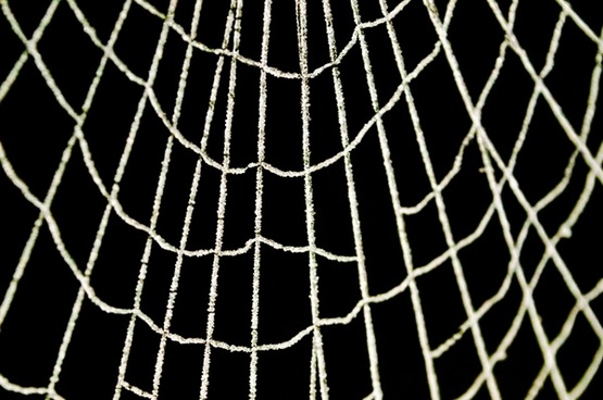 Spider cobweb Free stock photos in JPEG (.jpg) 1280x859 format for free ...