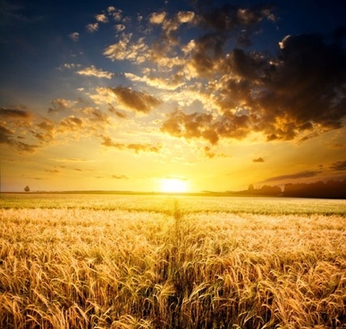 Hd picture 5 of the wheat fields under the sun Free stock photos in ...