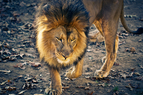 Sony lion Free Photos for free download about (17) Free Photos in jpg ...