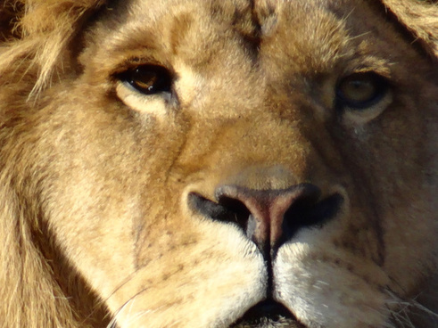 Sony lion Free Photos for free download about (17) Free Photos in jpg ...