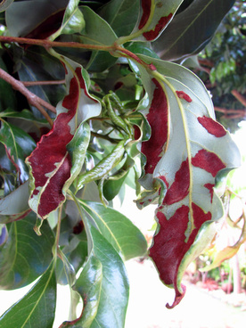 Mite aceria anthocoptes acari Free stock photos in JPEG (.jpg ...