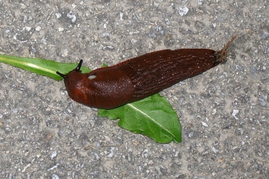 Slug images free stock photos download (22 Free stock photos) for ...