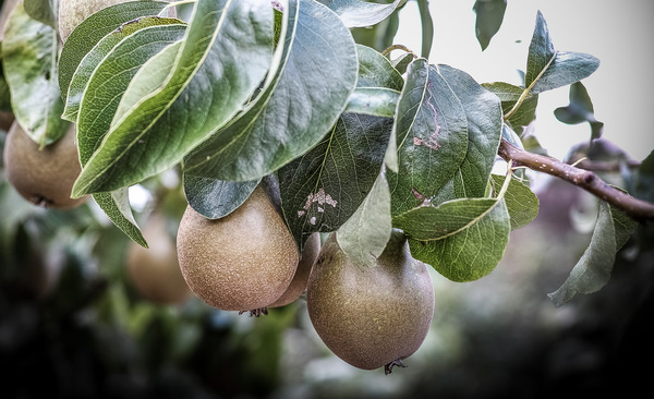 Pear tree deciduous tree Free stock photos in JPEG (.jpg) 1754x1524 ...