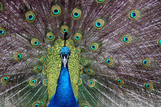 Peacock bird Free stock photos in JPEG (.jpg) 3333x5000 format for free ...