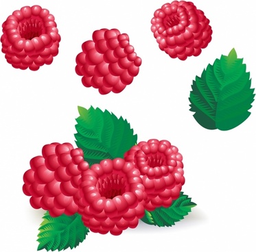 Simple raspberry Free vector in Open office drawing svg ( .svg ) vector ...
