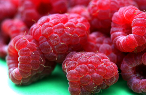 Forest raspberry free stock photos download (5,179 Free stock photos ...