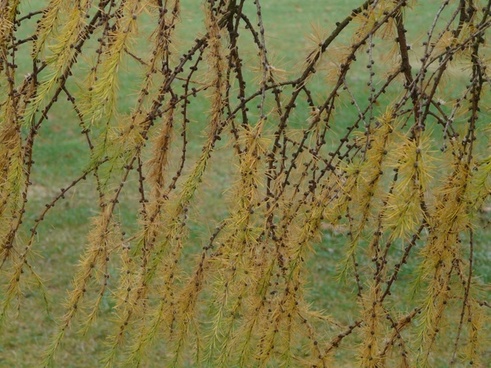 Tree road branch Free stock photos in JPEG (.jpg) 2448x3264 format for ...