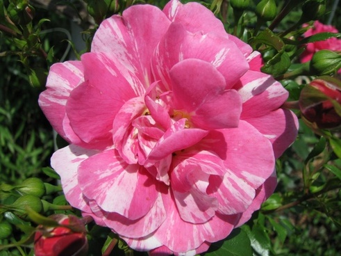 Rose bloom spring flower Free stock photos in JPEG (.jpg) 4912x3264 ...