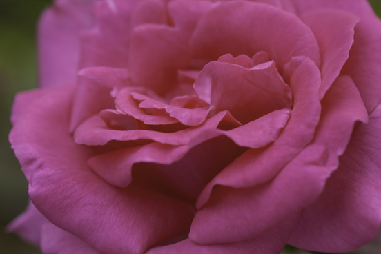 Rose pink flowers Free stock photos in JPEG (.jpg) 1280x960 format for ...