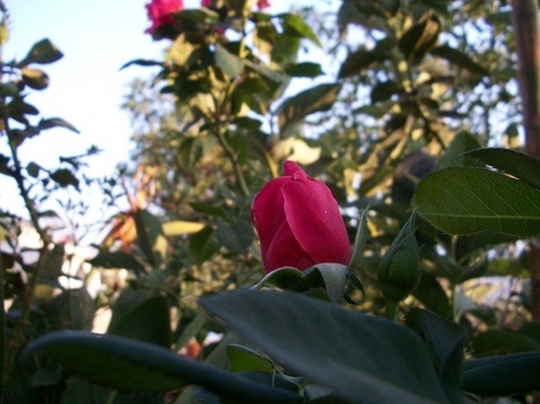 Rosebud images free stock photos download (12 Free stock photos) for ...