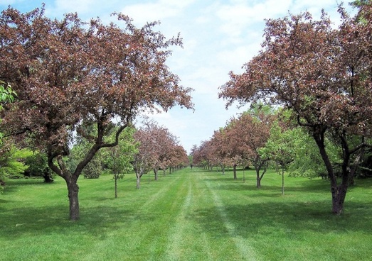 Row of trees Free stock photos in JPEG (.jpg) 2580x3610 format for free ...