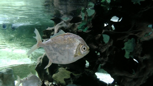 Silver fish underwater Free stock photos in JPEG (.jpg) 5000x3333 ...