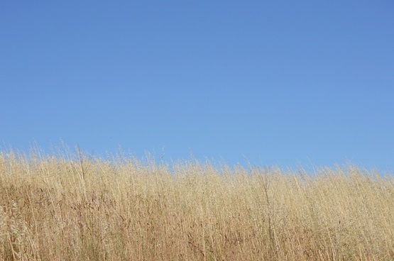 Blue sky grass from the grass highdefinition picture 11 Free stock ...