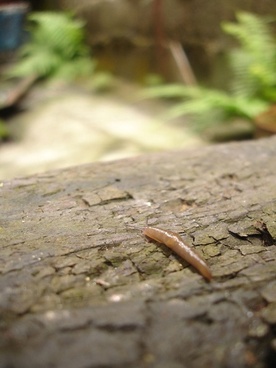 Slug images free stock photos download (22 Free stock photos) for ...