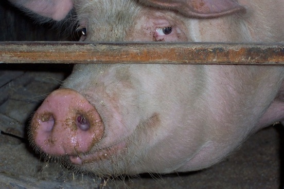 Pig full grown farm Free stock photos in JPEG (.jpg) 3072x2048 format ...