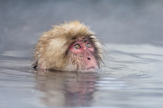 Snow monkeys in jigokudani Free stock photos in jpg format for free ...